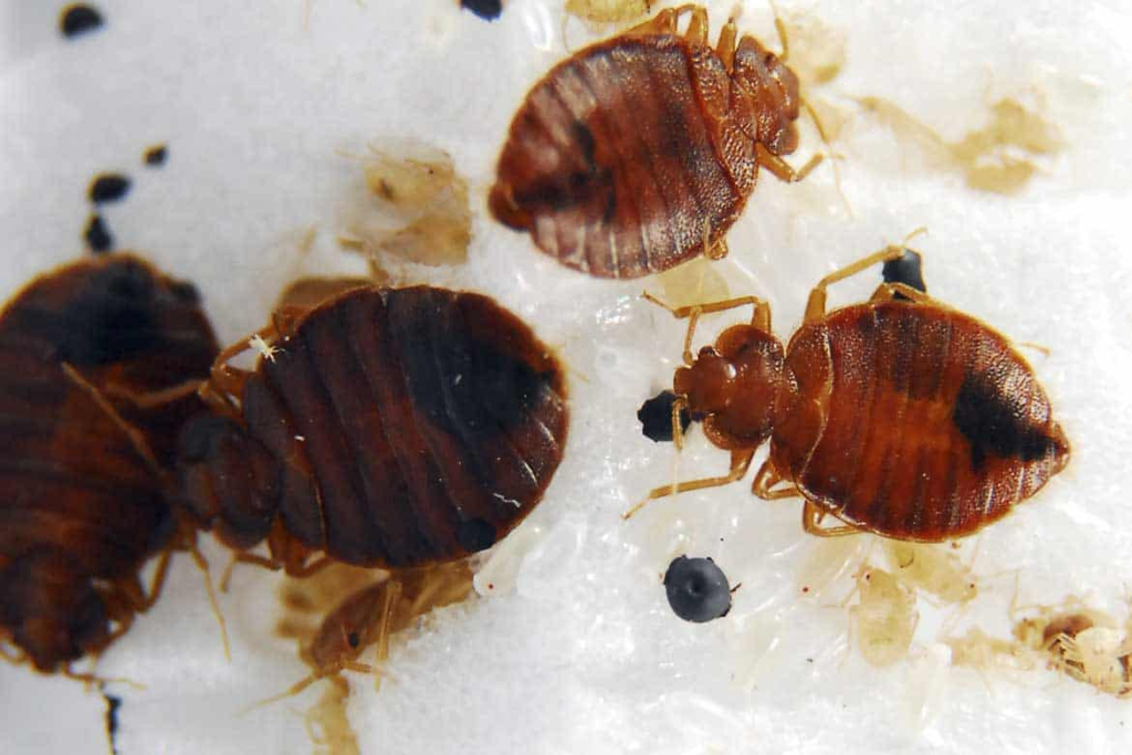Bed Bugs Exterminators in Hamilton | Bed Bugs Company